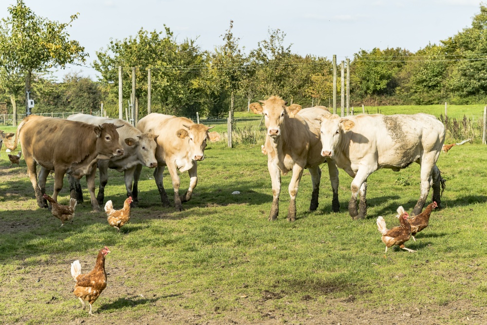 La Ferme à l'Arbre de Liège